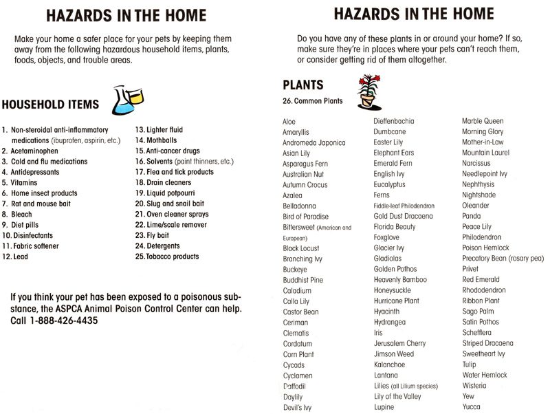 101 Household Pet Hazards 1 – Adirondack Veterinary Service